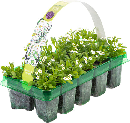 Alyssum Clear Crystal White Bedding Plants | Sweet Alyssum – Gardeners ...