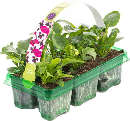 Pansy Cassis | Garden Pansy – Gardeners Dream