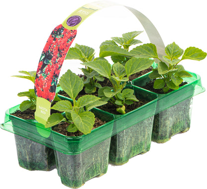 Salvia Vista Red Bedding Plants | Scarlet Sage – Gardeners Dream