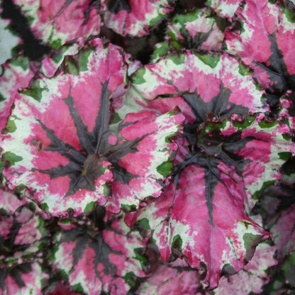 Begonia rex 'Ballroom Dance' | Rex Begonia – Gardeners Dream