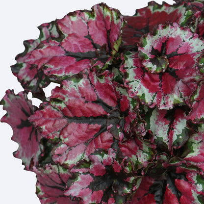 Begonia rex 'Ballroom Dance' | Rex Begonia – Gardeners Dream