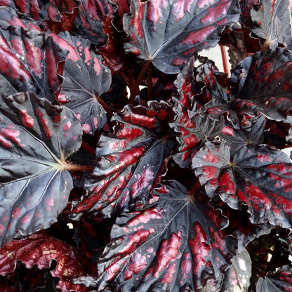 Begonia rex 'Etna' | Rex Begonia – Gardeners Dream