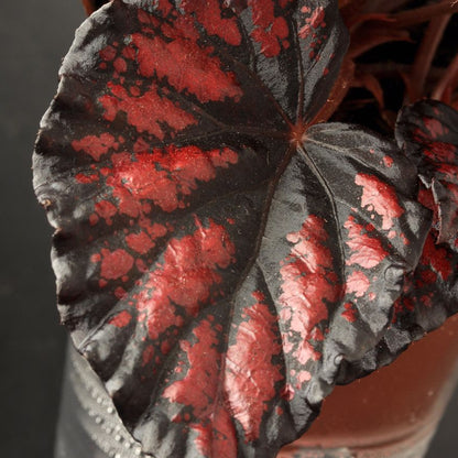 Begonia rex 'Etna' | Rex Begonia – Gardeners Dream