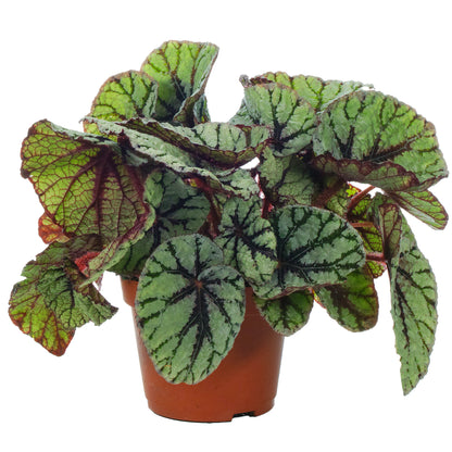 Begonia rex 'Fedor' | Rex Begonia – Gardeners Dream