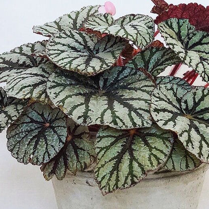 Begonia rex 'Fedor' | Rex Begonia – Gardeners Dream