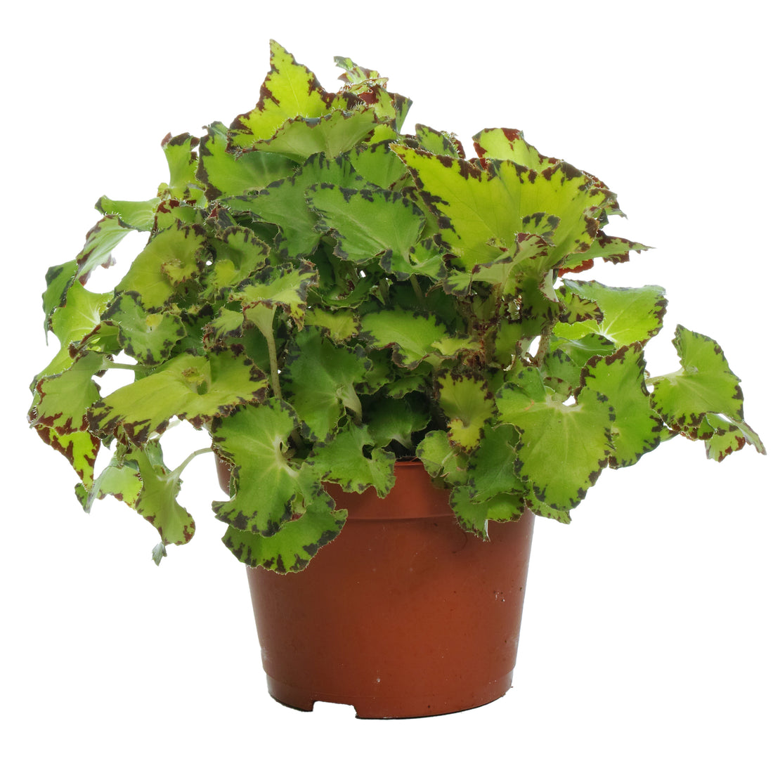 Begonia rex 'Jive' | Rex Begonia – Gardeners Dream