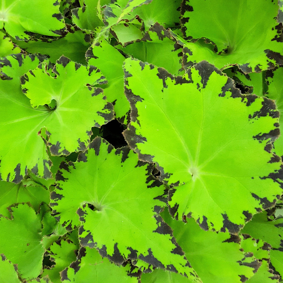 Begonia rex 'Jive' | Rex Begonia – Gardeners Dream