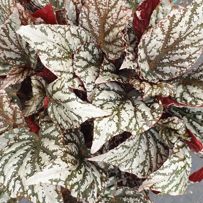 Begonia rex 'Jolly Silver' | Rex Begonia – Gardeners Dream