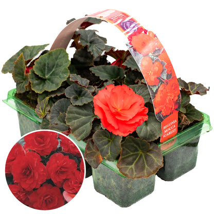 Begonia Mocca Scarlet Red Basket Plants | Tuberous Begonia – Gardeners ...
