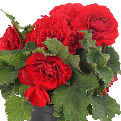 Begonia Non-Stop Dark Rose Basket Plants | Non-Stop Tuberous Begonia ...