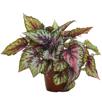 Begonia rex 'Red Tango' | Rex Begonia – Gardeners Dream