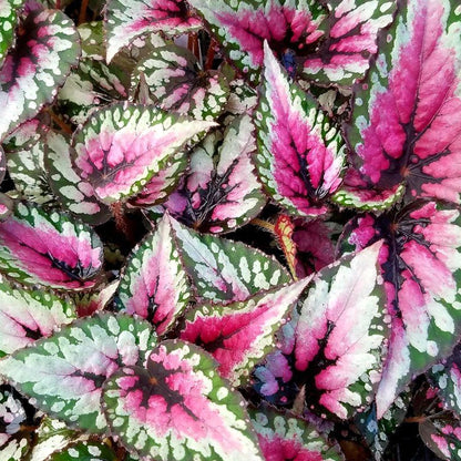 Begonia rex 'Salsa' | Rex Begonia – Gardeners Dream