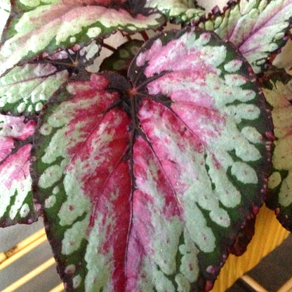 Begonia rex 'Salsa' | Rex Begonia – Gardeners Dream