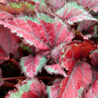 Begonia rex 'Spitfire' | Rex Begonia – Gardeners Dream