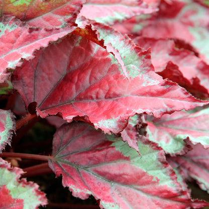 Begonia rex 'Spitfire' | Rex Begonia – Gardeners Dream