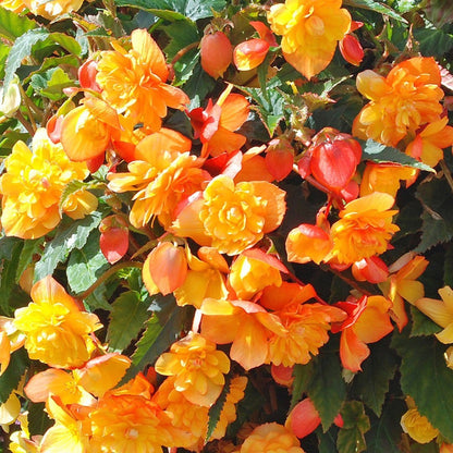 Begonia Trailing Apricot Shades Basket Plants | Tuberous Begonia ...