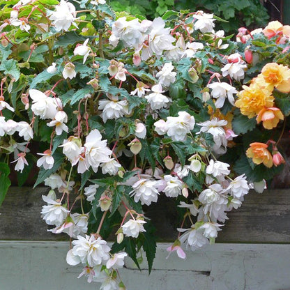 Begonia Trailing White Basket Plants | Tuberous Begonia – Gardeners Dream