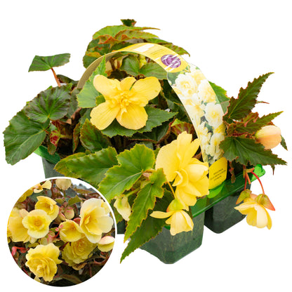Begonia Trailing Lemon Basket Plants | Tuberous Begonia – Gardeners Dream