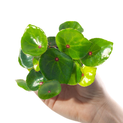 Rex Begonia | Begonia rex 'Ruby Red' – Gardeners Dream