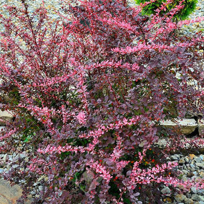 Berberis 'Pink Queen' | Barberry – Gardeners Dream