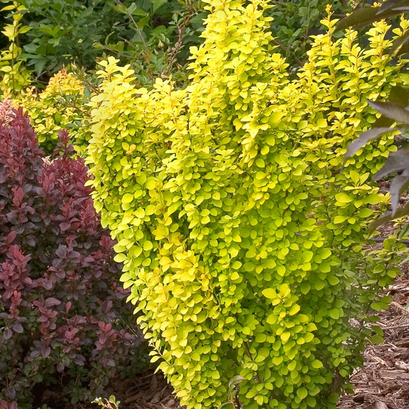 Berberis 'Summer Sunset' | Barberry – Gardeners Dream
