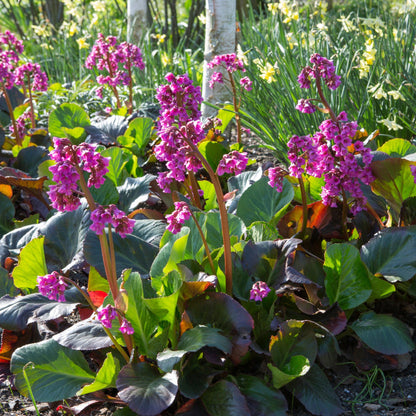 Bergenia 'Bressingham Ruby' | Elephant's Ears – Gardeners Dream