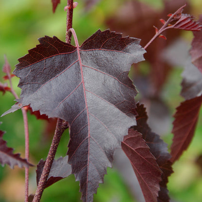 Betula 'Royal Frost' | Purple Birch Tree – Gardeners Dream