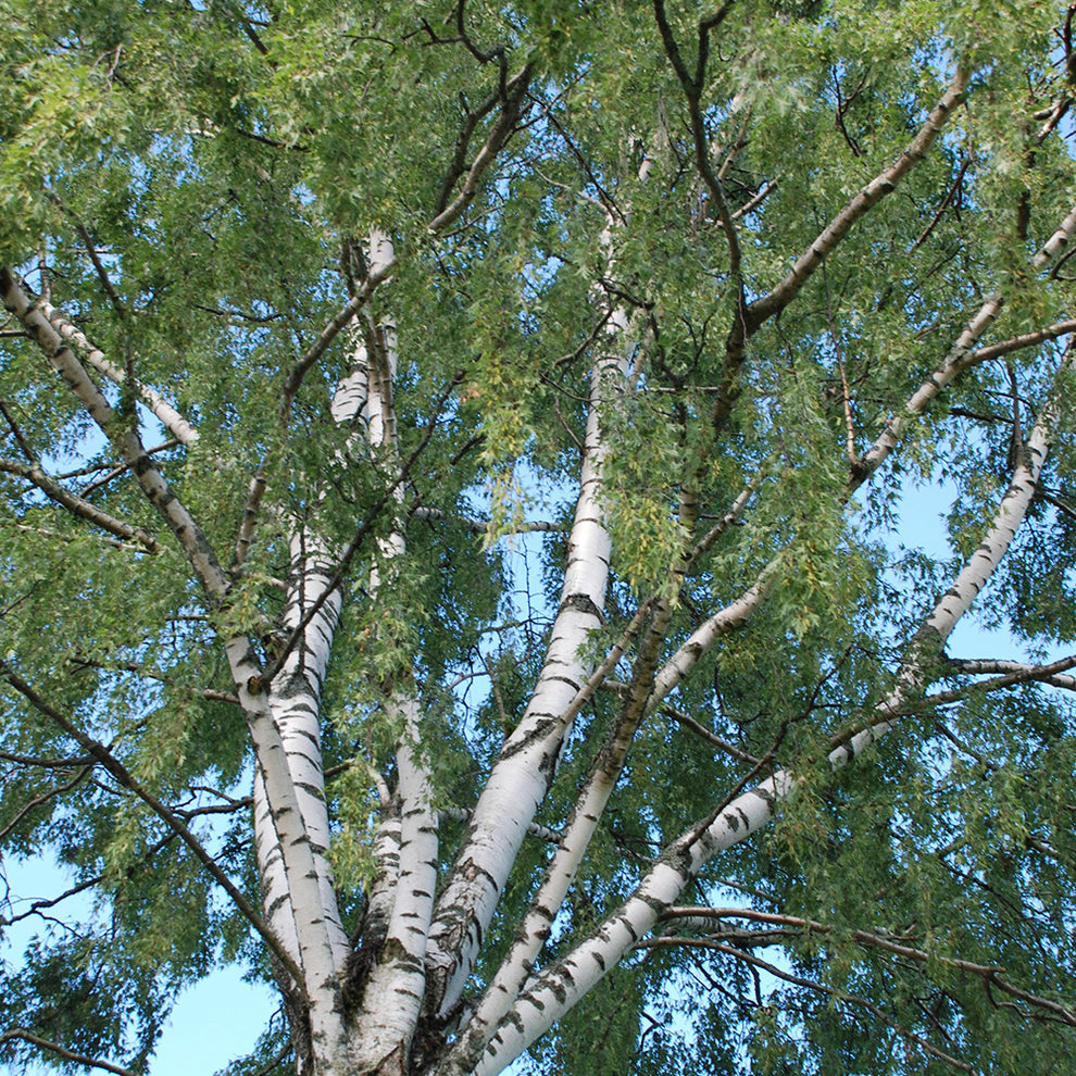 Betula 'Dalecarlica' | Swedish Birch Tree – Gardeners Dream
