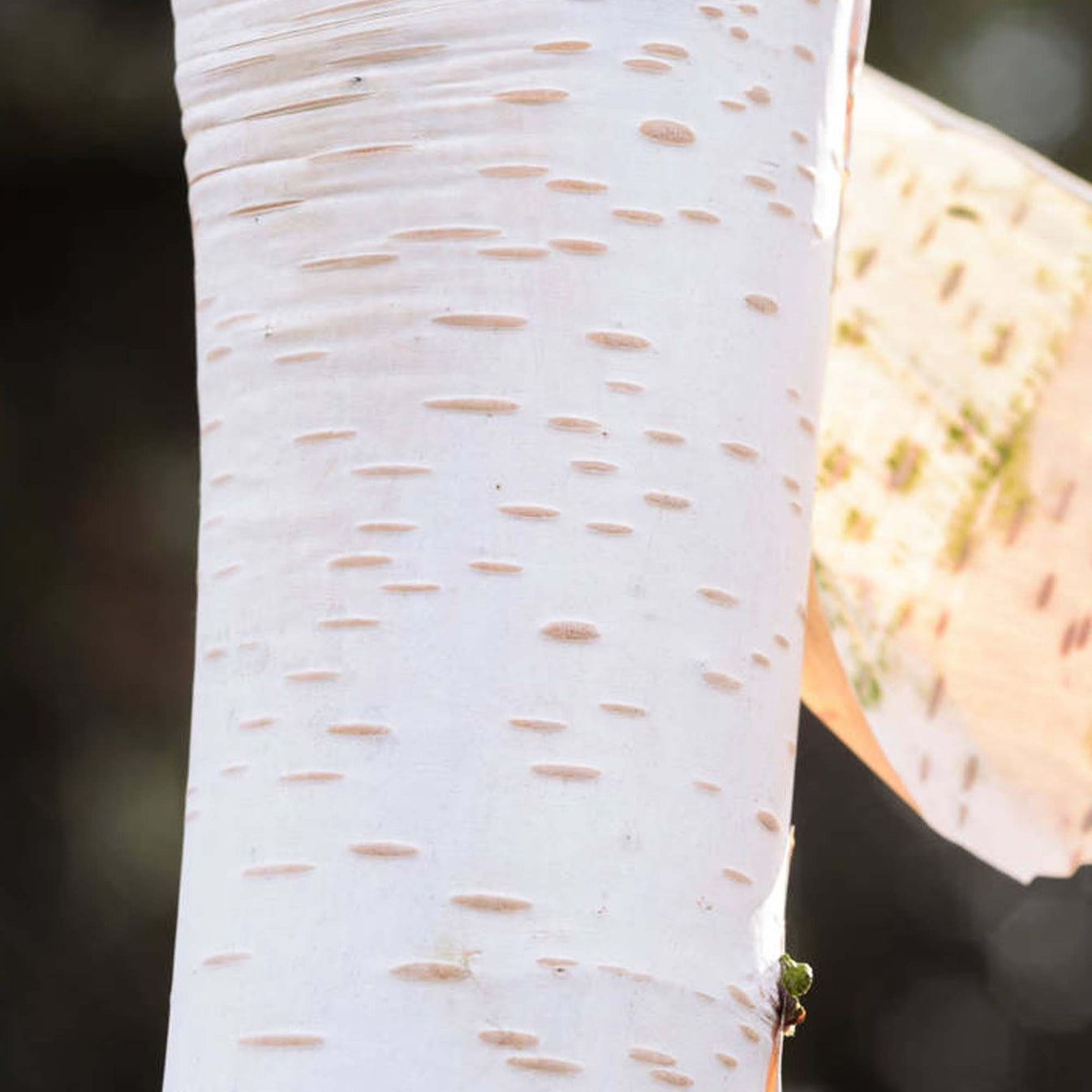 Betula 'Whiteness' | Himalayan Birch Tree – Gardeners Dream