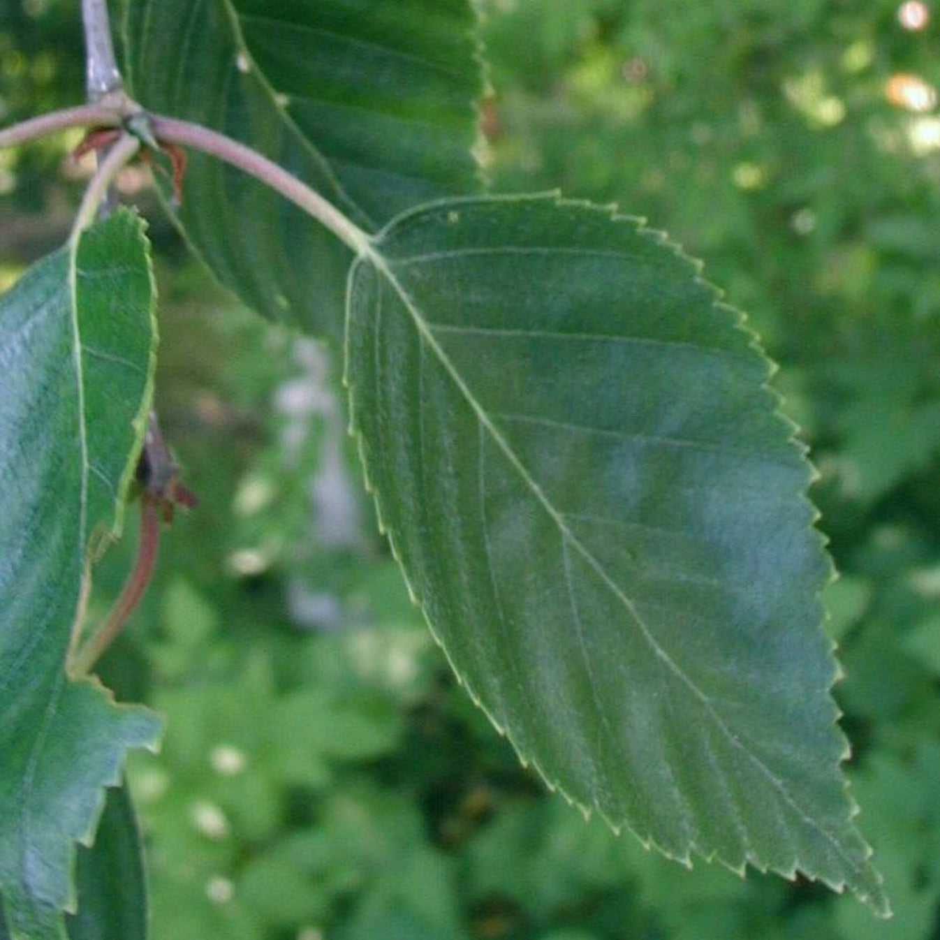 Betula 'Whiteness' | Himalayan Birch Tree – Gardeners Dream