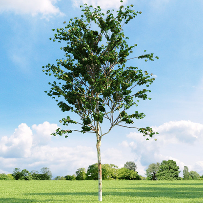Betula 'Fascination' | Chinese White Birch Tree – Gardeners Dream