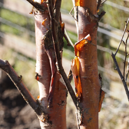 Betula 'Fascination' | Chinese White Birch Tree – Gardeners Dream