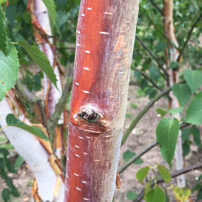 Betula 'Fascination' | Chinese White Birch Tree – Gardeners Dream