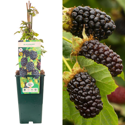 Blackberry 'Oregon' | Blackberry – Gardeners Dream