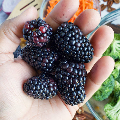Blackberry 'Oregon' | Blackberry – Gardeners Dream