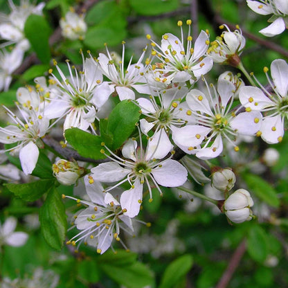 Blackthorn Bare Root Hedge | Sloe – Gardeners Dream