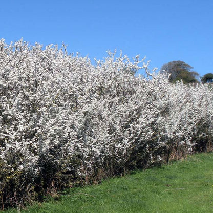 Blackthorn Bare Root Hedge | Sloe – Gardeners Dream