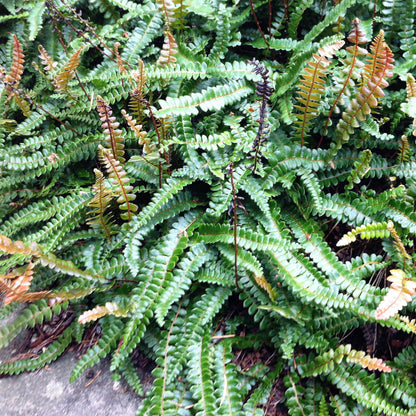 Blechnum penna-marina | Alpine Water Fern – Gardeners Dream