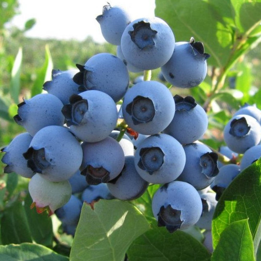 Blueberry 'Spartan' | Blueberry – Gardeners Dream