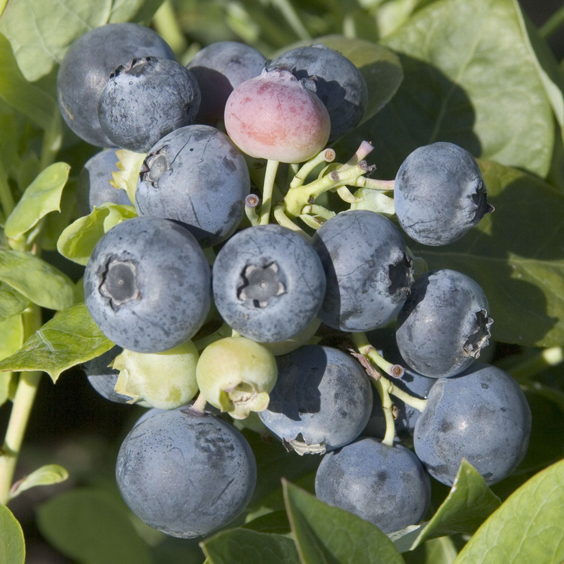 Blueberry 'Spartan' | Blueberry – Gardeners Dream