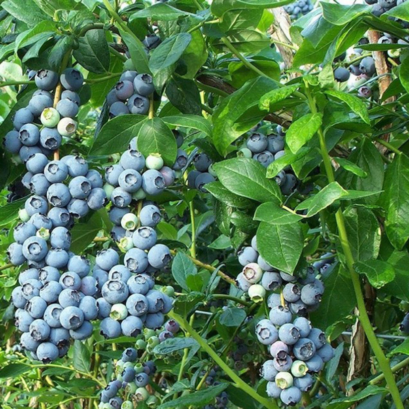 Blueberry 'Spartan' | Blueberry – Gardeners Dream