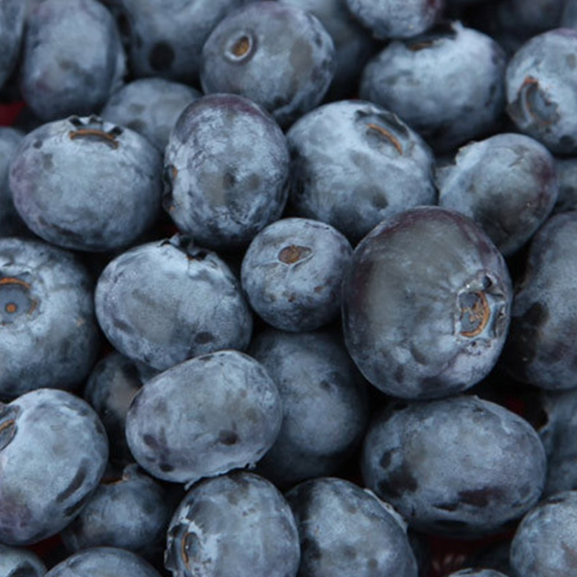 Blueberry 'Spartan' | Blueberry – Gardeners Dream