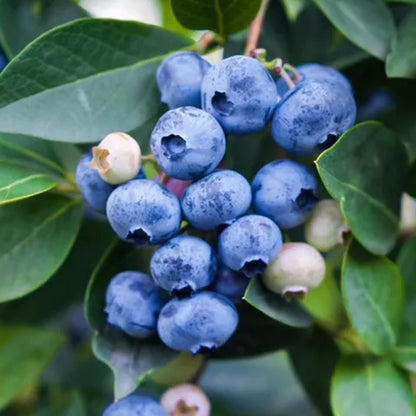blueberry-jersey-blueberry-gardeners-dream
