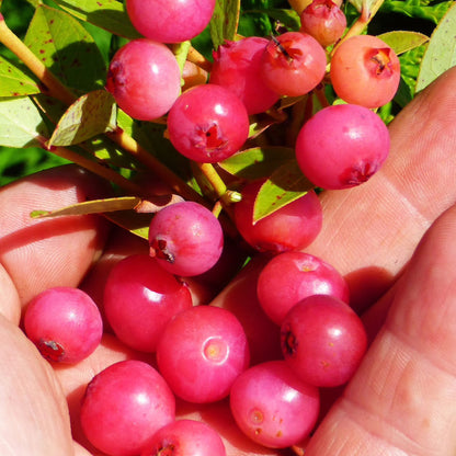 Blueberry 'Pink Lemonade' | Blueberry – Gardeners Dream