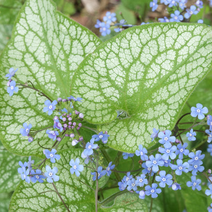 Brunnera 'Alexanders Great' | Siberian Bugloss – Gardeners Dream
