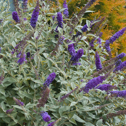 Buddleia 'Buzz Indigo' | Butterfly Bush – Gardeners Dream