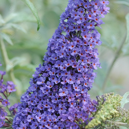 Buddleia 'Buzz Indigo' | Butterfly Bush – Gardeners Dream
