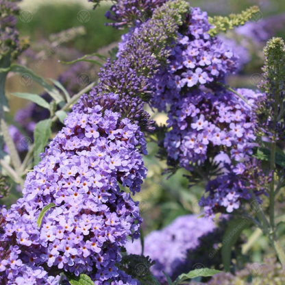 Buddleia 'Buzz Indigo' | Butterfly Bush – Gardeners Dream