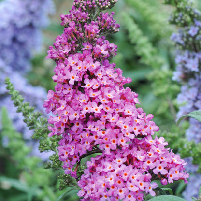 Buddleia 'Buzz Candy Pink' | Butterfly Bush – Gardeners Dream