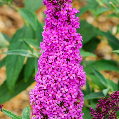 Buddleia 'Buzz Candy Pink' | Butterfly Bush – Gardeners Dream